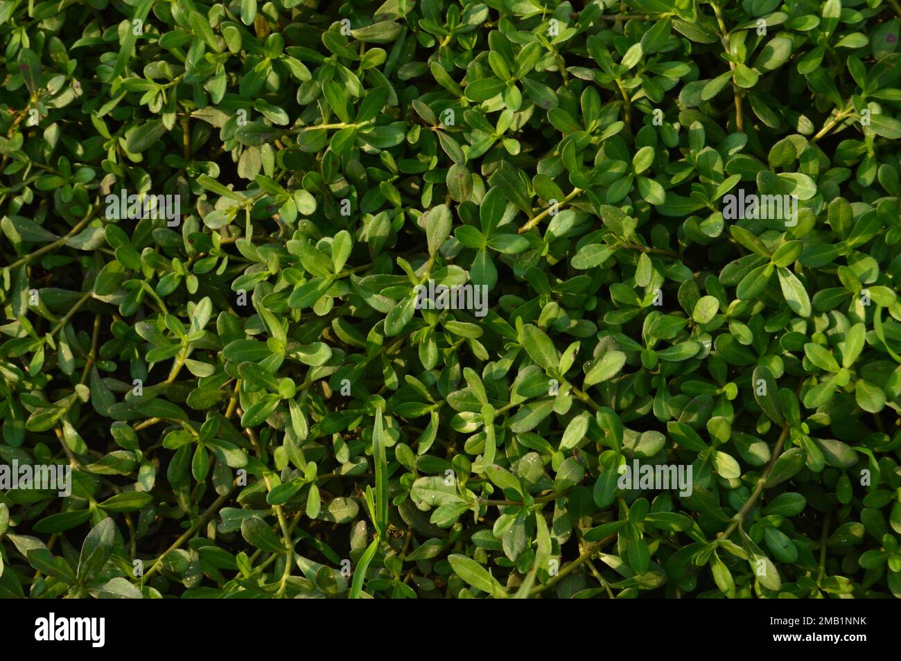 Natural green wild grass landscape portrait, background, or wallpaper ...