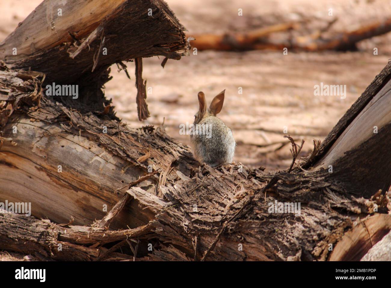 A rear shot of a cottontail rabbit sitting on a fallen big tree trunk ...