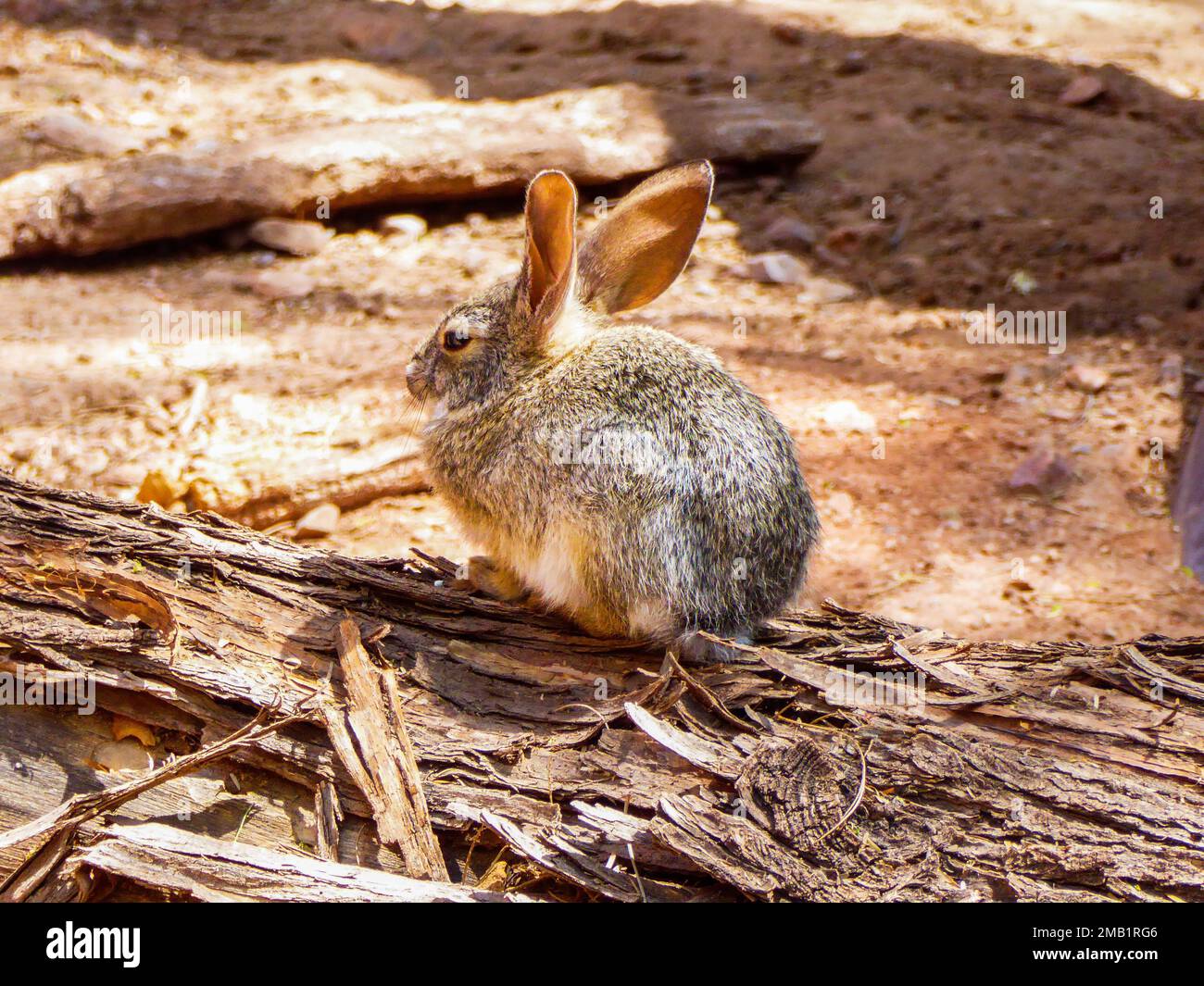 A desert cottontail rabbit sitting on a fallen big tree trunk with blur ...