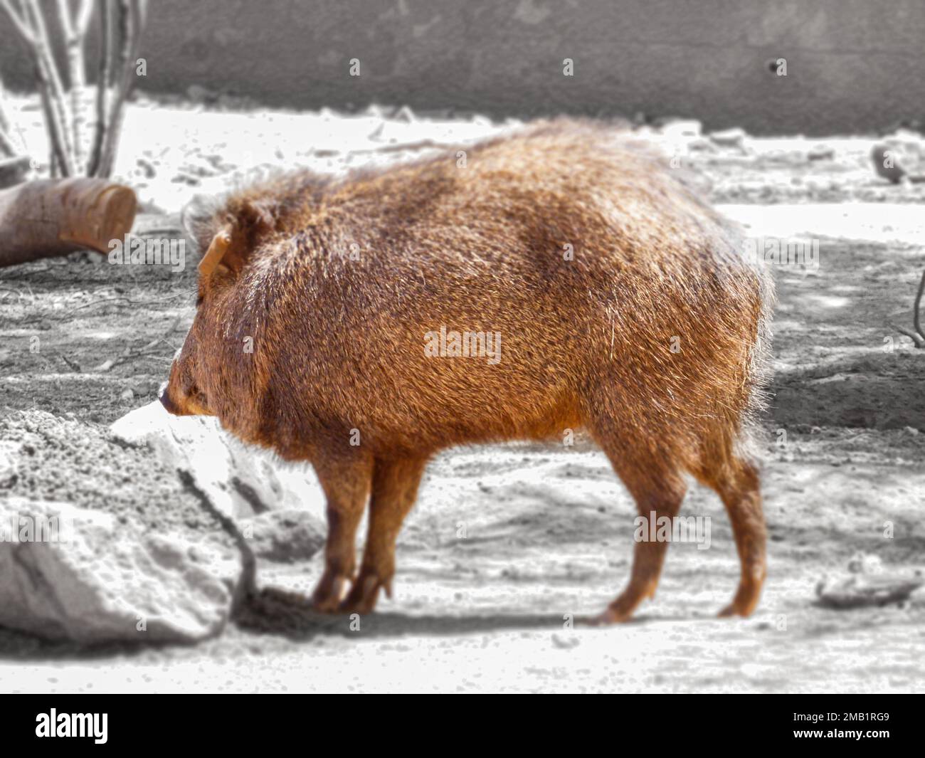 A Chacoan peccary standing in its enclosure at the zoo on a sunny day ...