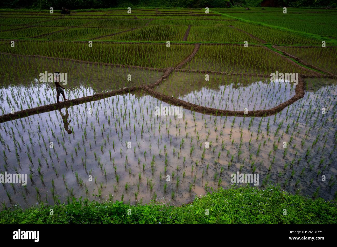 A tribal Khasi boy walks through a paddy field at Moronga village ...