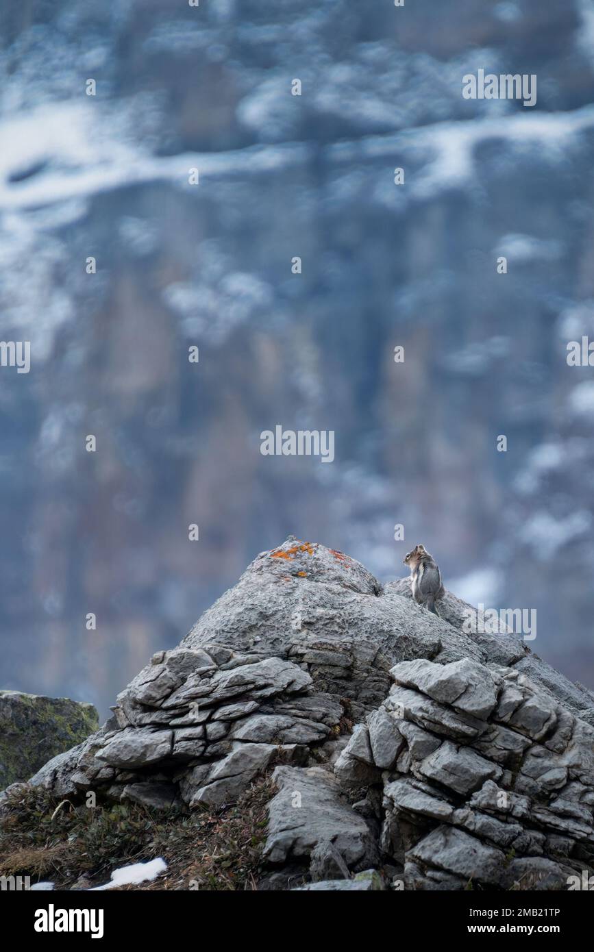 Rabbit sitting on a rock at the Valley of Ten Peaks track. High ...