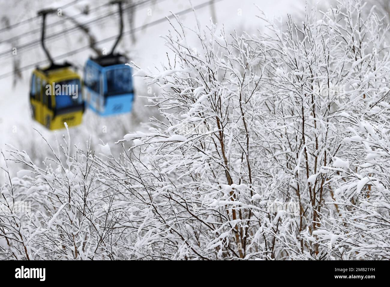 Rime ice is formed on tree branches in Shimukappu in Japan's ...