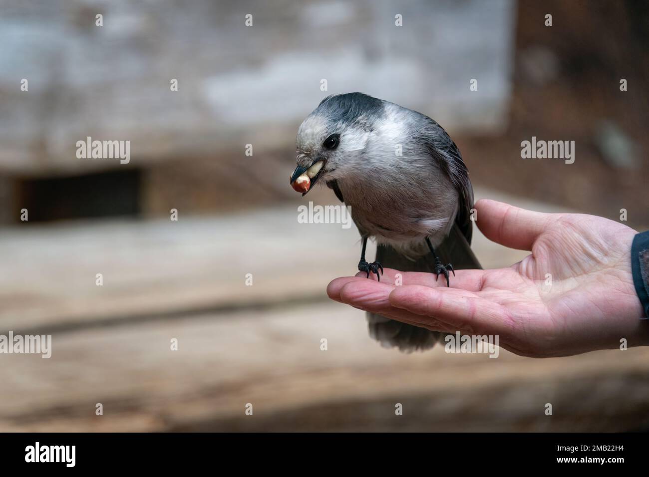 Canada jay bird eating peanuts from tourist’s hand. Valley of the Ten ...