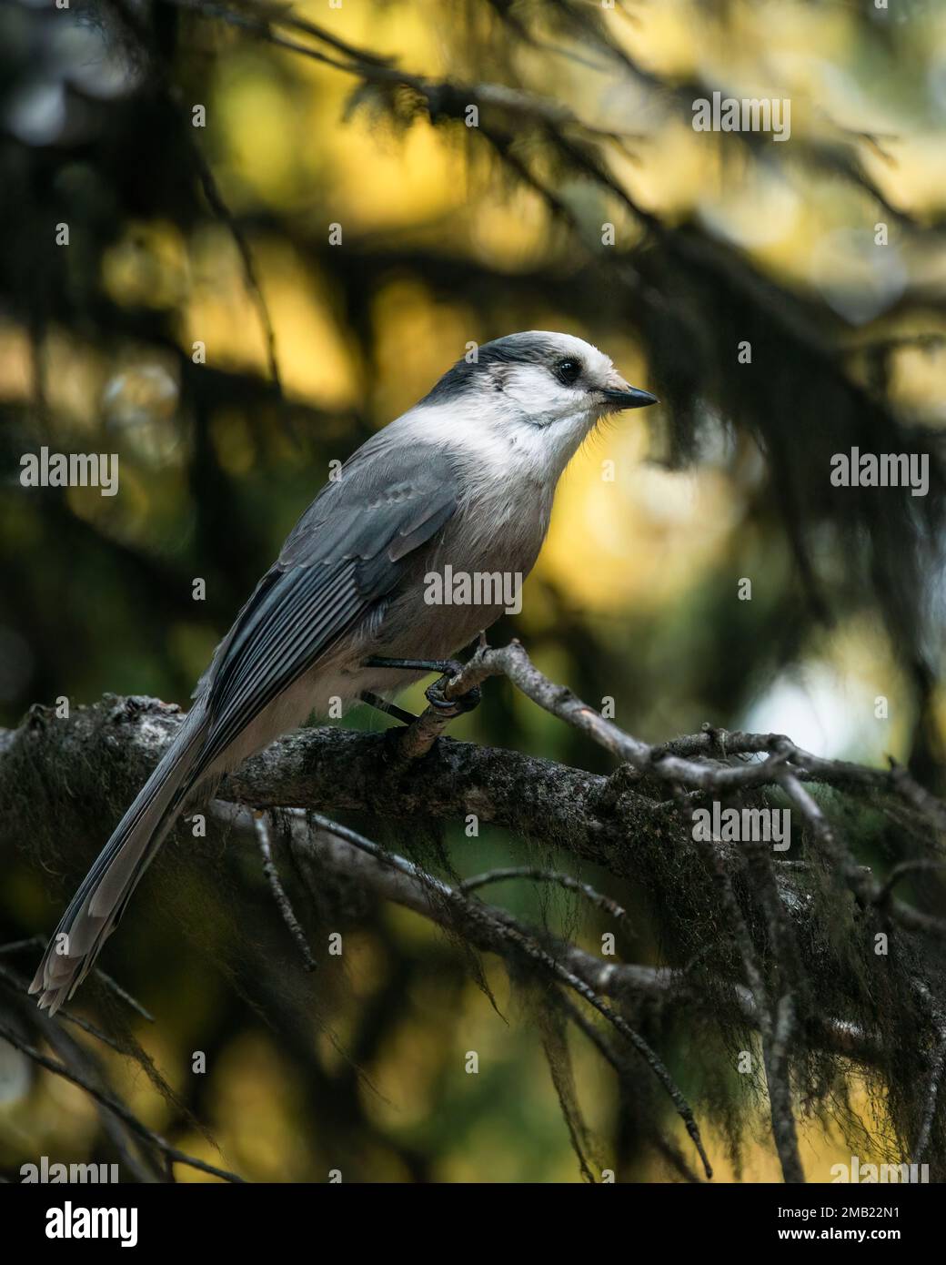 Canada jay bird perched on tree with golden autumn color background ...