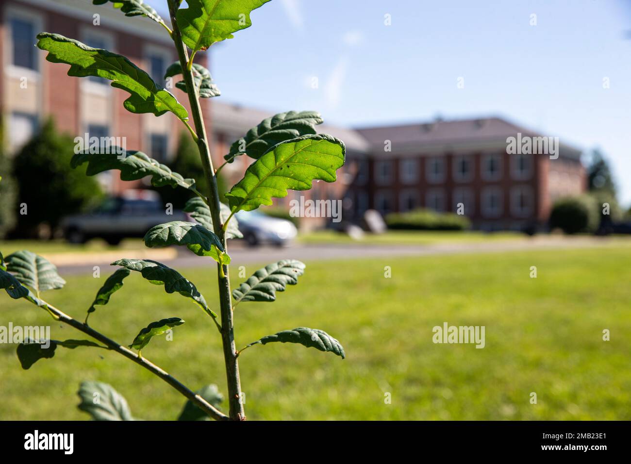 The Belleau Wood Tree Planting ceremony at Lejeune Hall, Marine Corps ...
