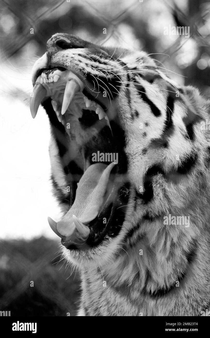 Savannas Black and White Stock Photos & Images - Alamy