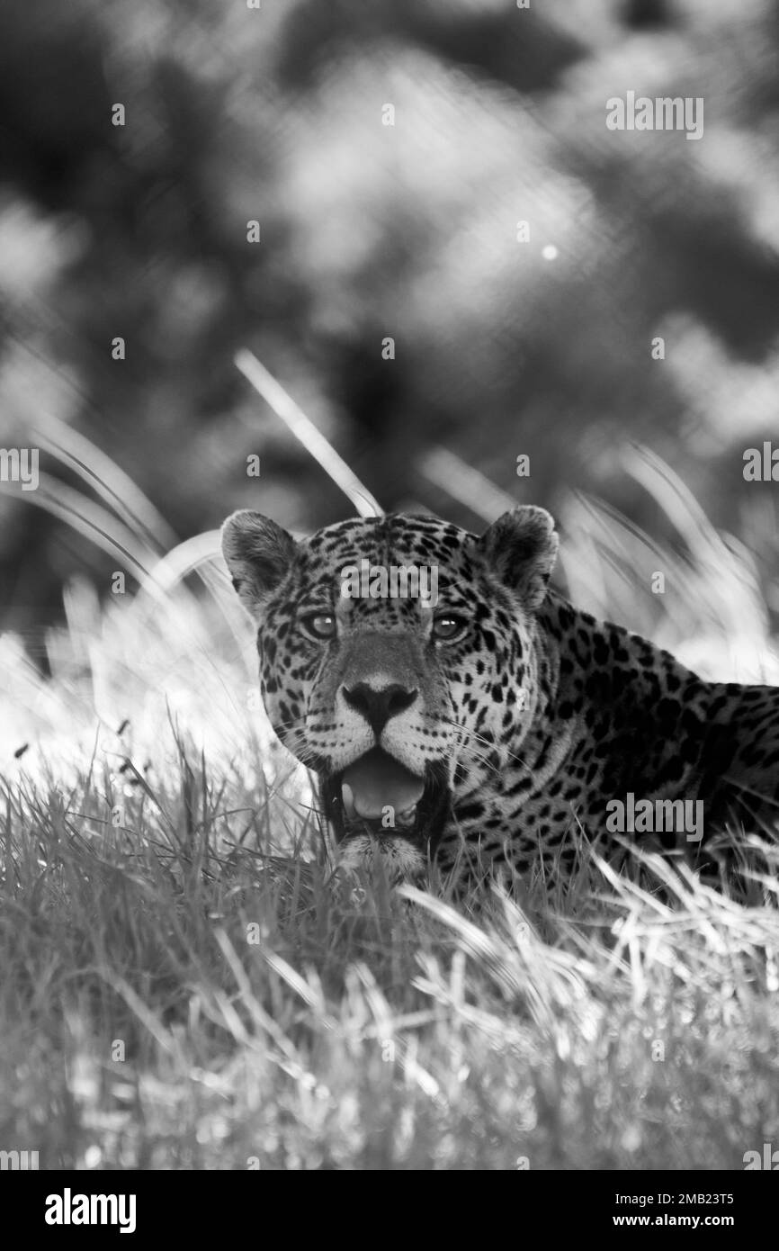 Savannas Black and White Stock Photos & Images - Alamy