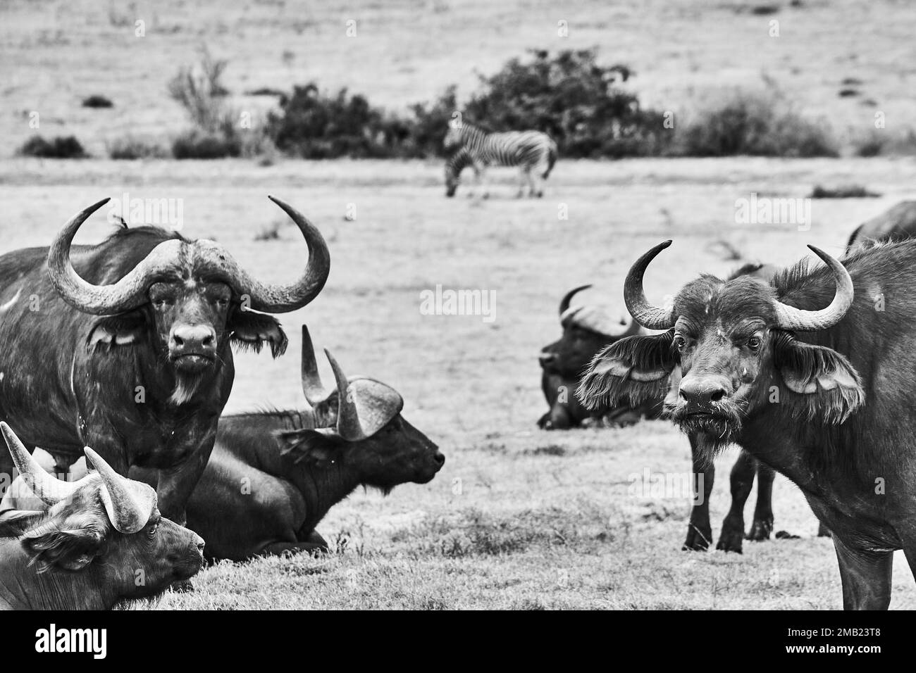 A black and white view of African buffalo in the savannas Stock Photo ...