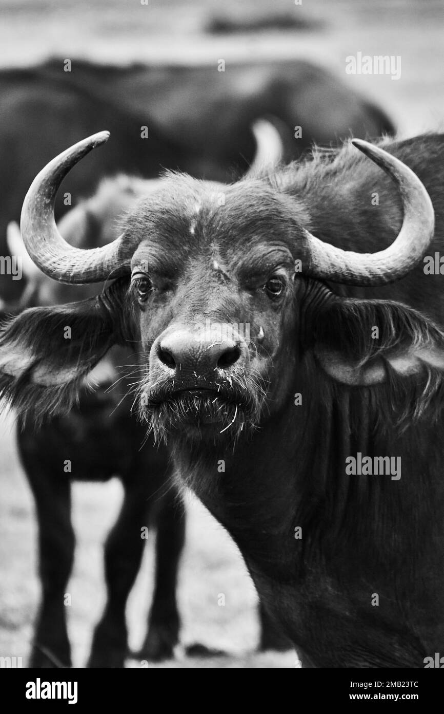 A black and white view of African buffalo in the savannas Stock Photo ...