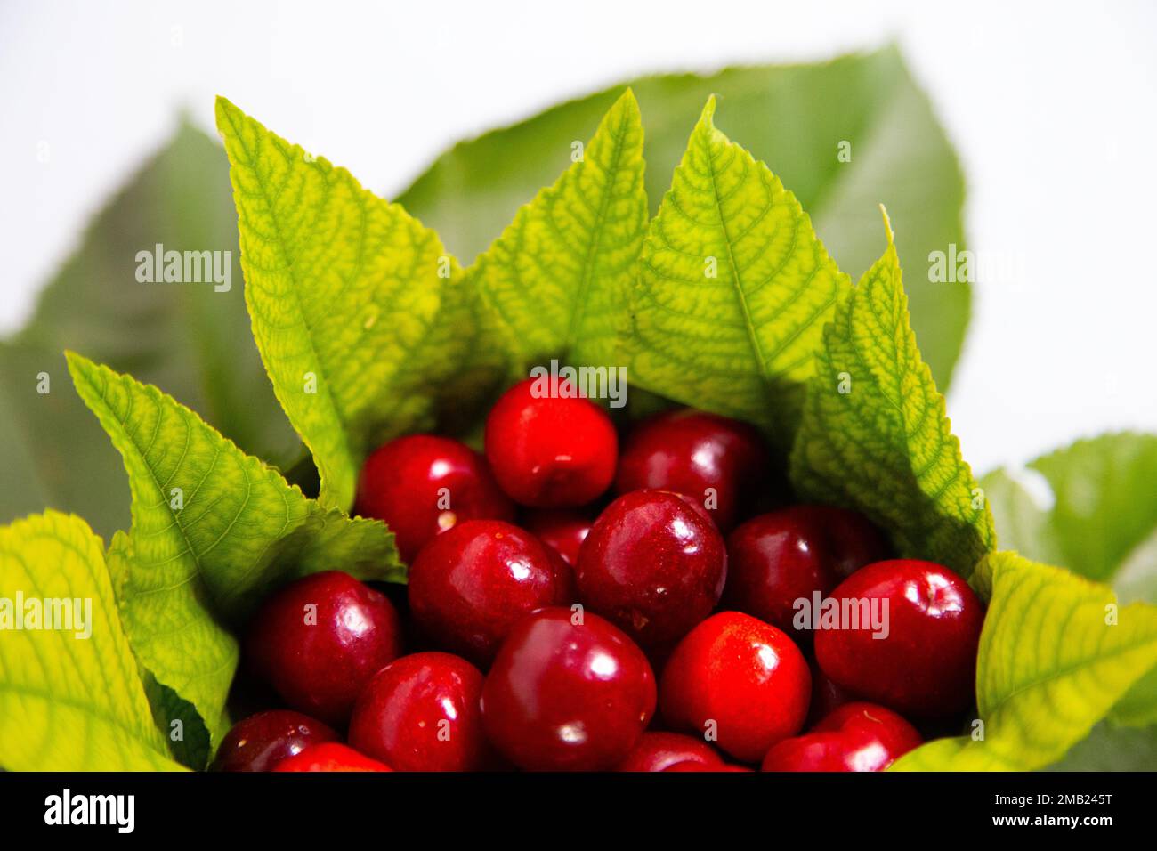 The fruits of the cherry tree Stock Photo - Alamy