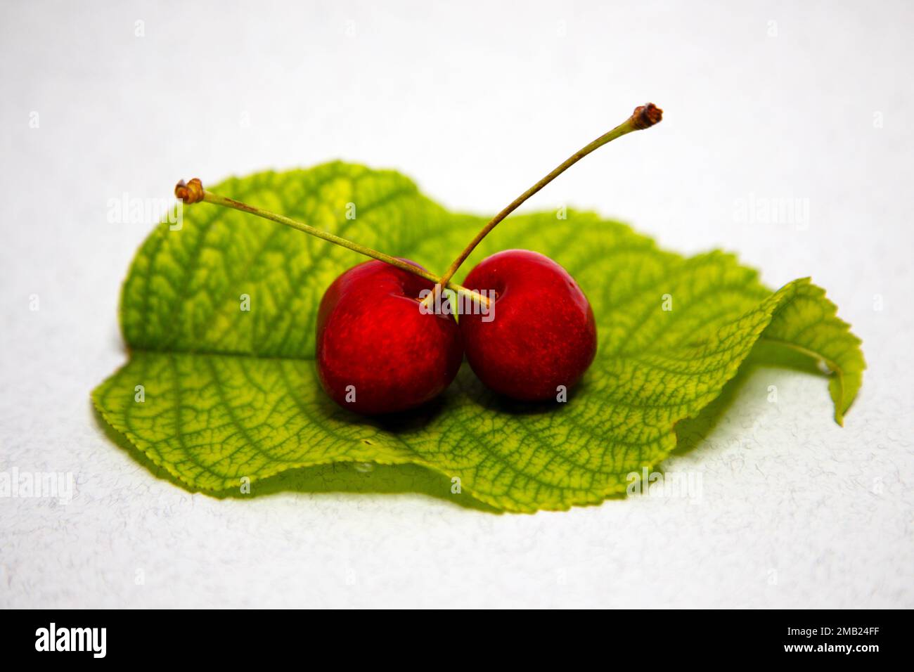 The fruits of the cherry tree Stock Photo - Alamy
