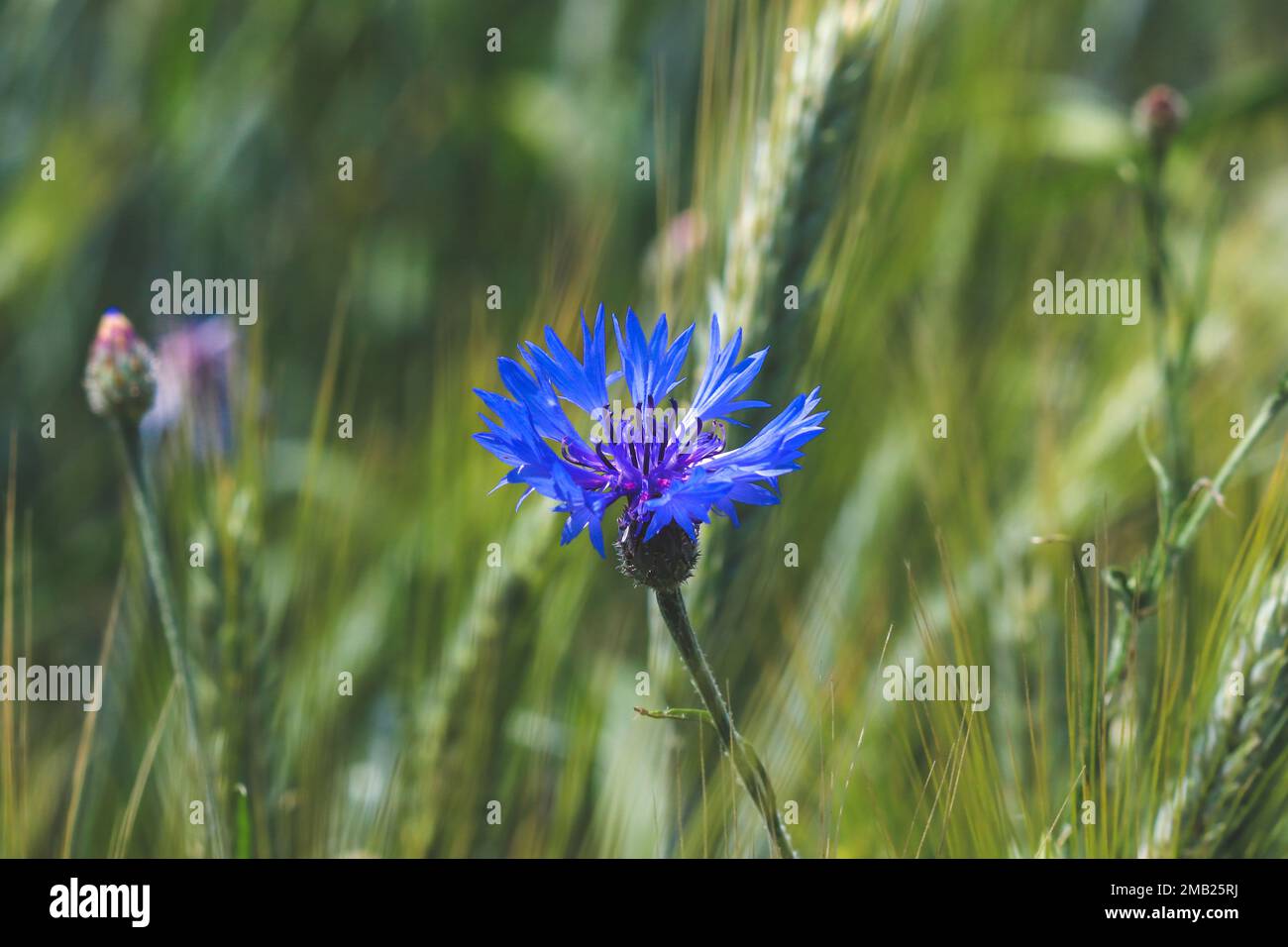 Blue Cornflower (Centaurea cyanus) growing on agricultural field of rye ...