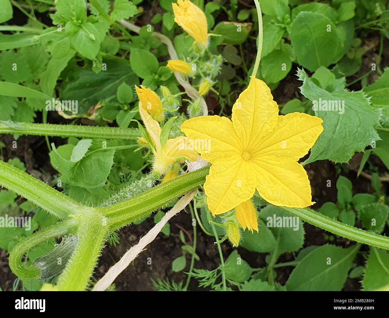 Yellow cucumber flower, close-up. Plants in the greenhouse, vegetarian ...