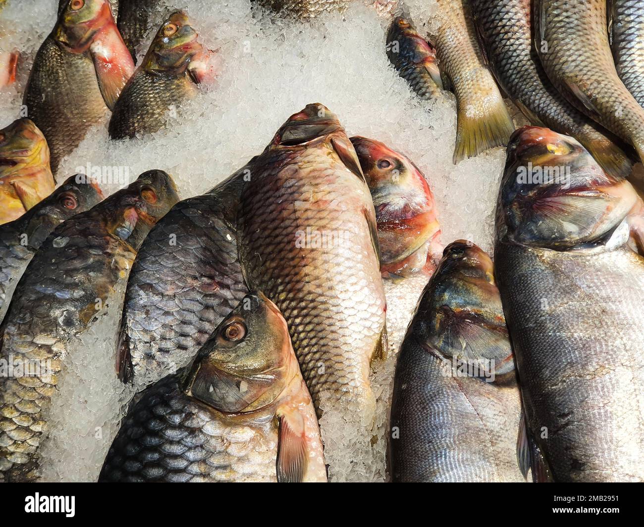 Sea bass fish, carp fish and Salmon fish a lot on ice. City market ...