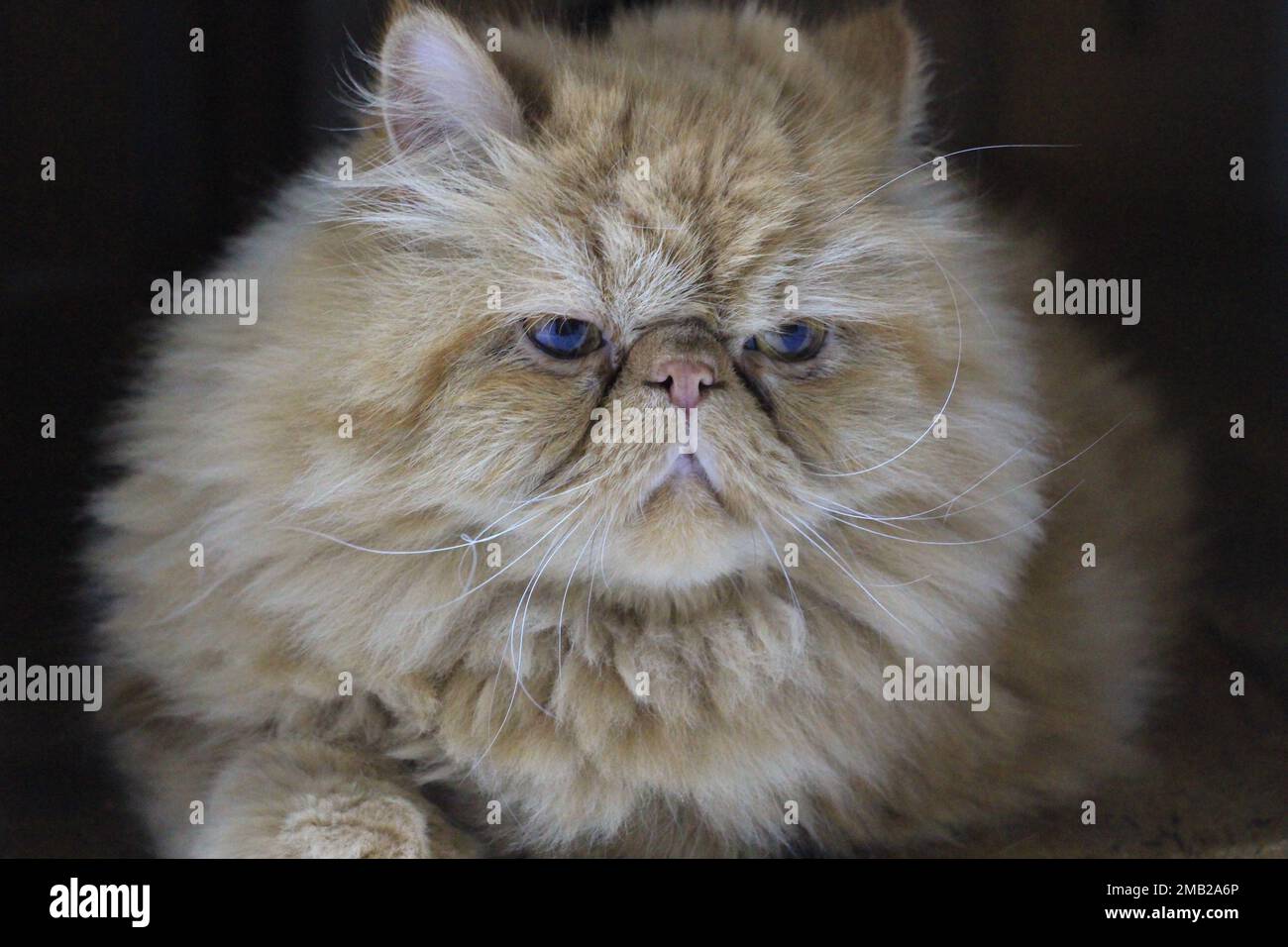 Pissed Off Persian Cat