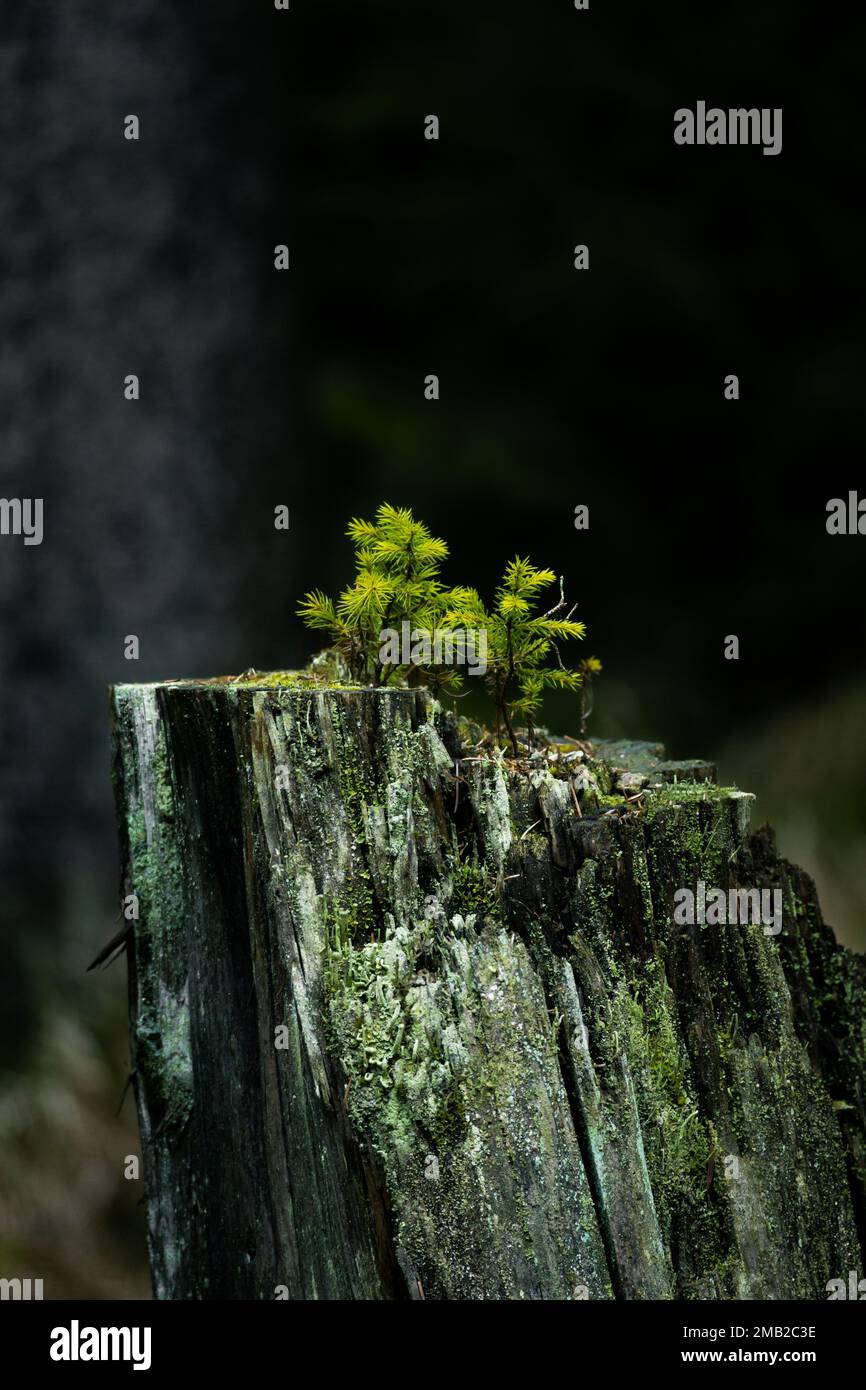 A vertical closeup of green tendrils growing on a tree stump in a ...