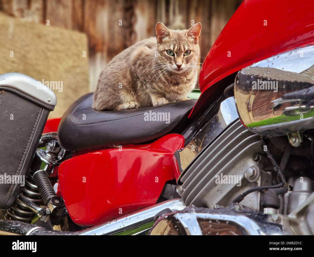 Cat on a motorcycle hi-res stock photography and images - Alamy