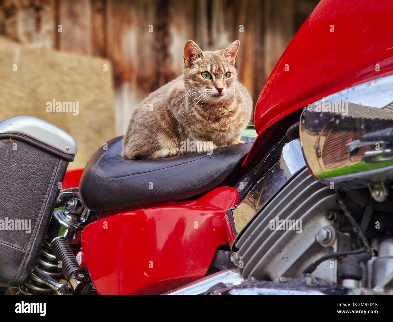 Cat on a motorcycle hi-res stock photography and images - Alamy