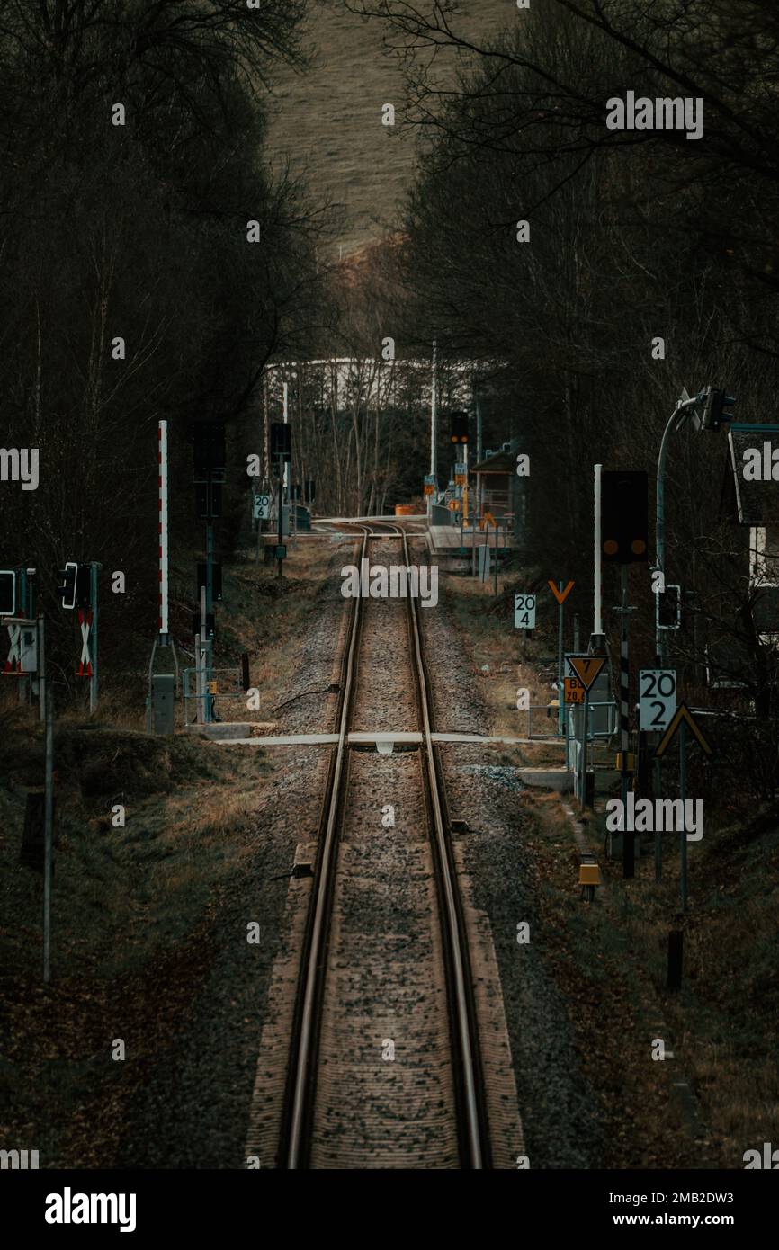 A vertical shot of trail tracks between leafless trees in twilight ...