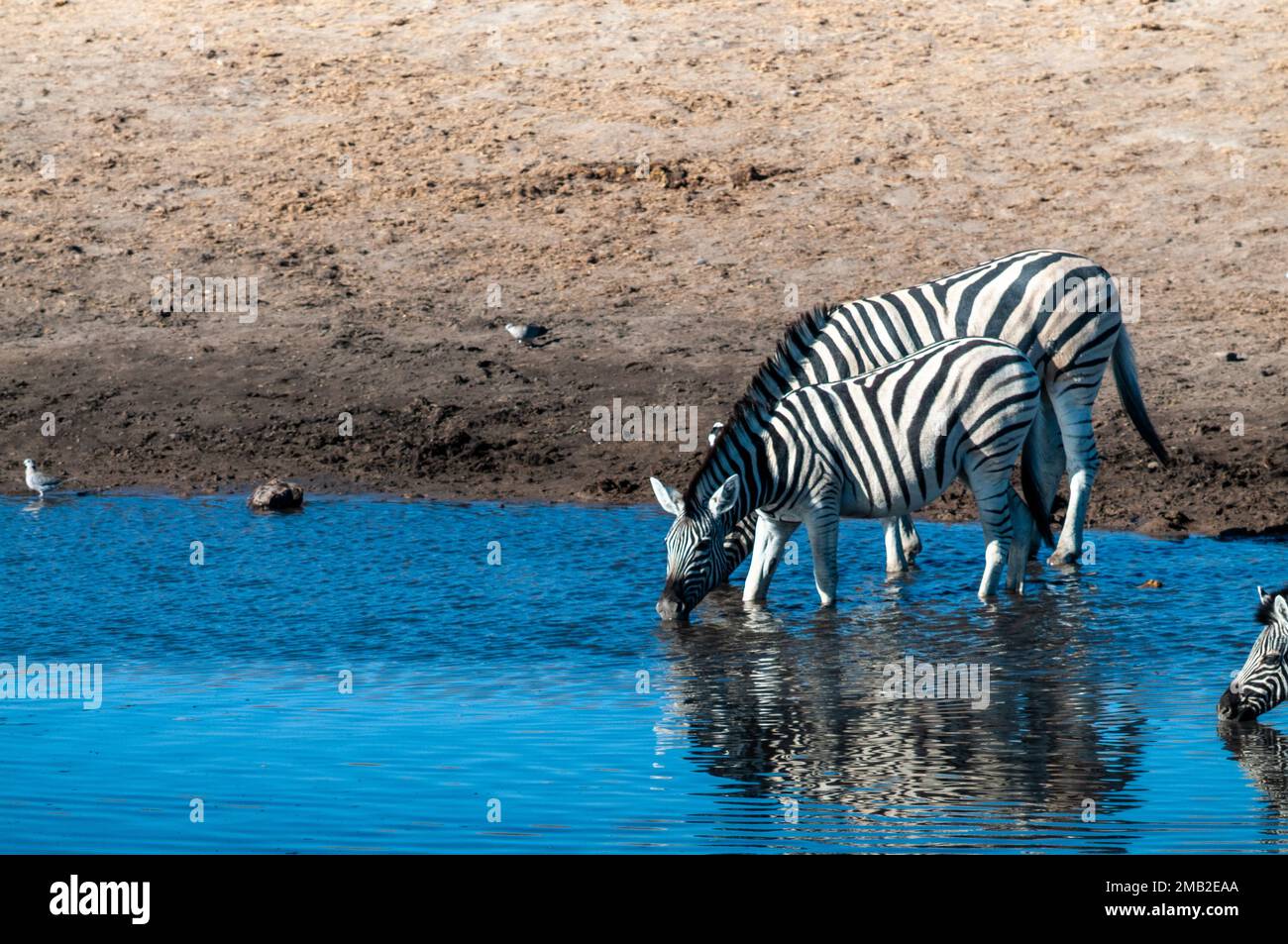 A Burchell's Plains zebra -Equus quagga burchelli- drinking from a ...