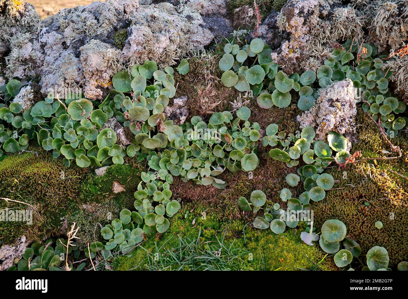 close up moss and succulent green leaves of Sicily nature images in ...