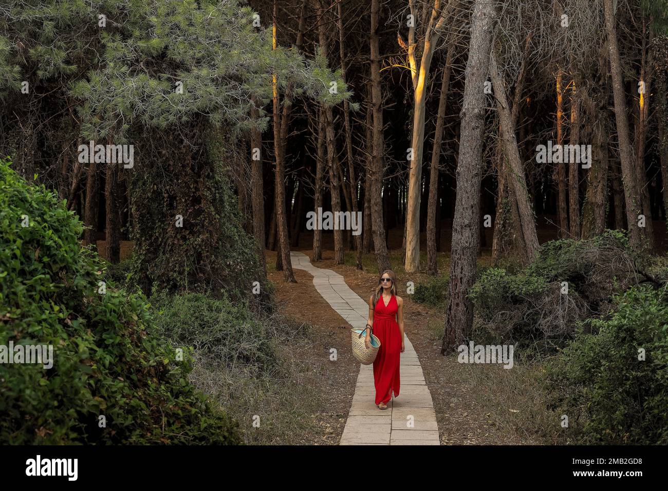 Italy, Cilento Region, Salerno, Campania - Trough the dense pinewood ...