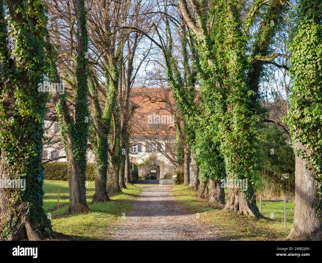 Bernried, Germany - December 30th 2022: Beautiful alley with old trees ...