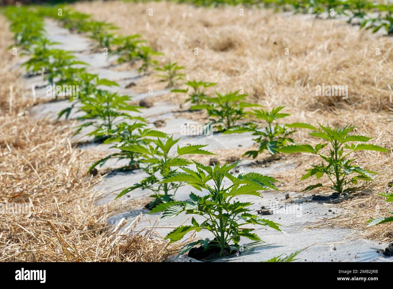 A marijuana plant field for the adult recreational market is seen at ...
