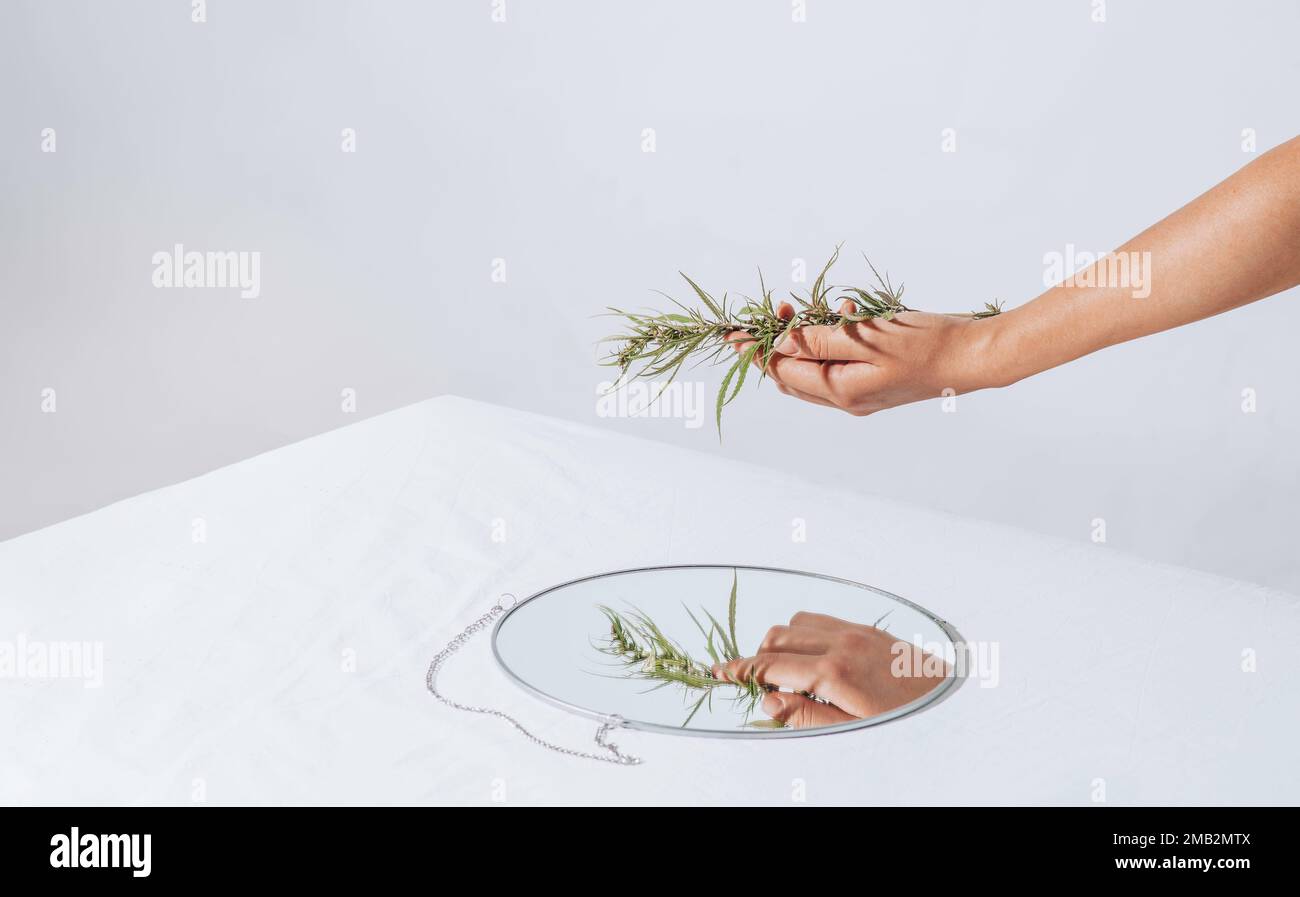 Flowering cannabis plant. Grower holds fresh branch in his hand ...