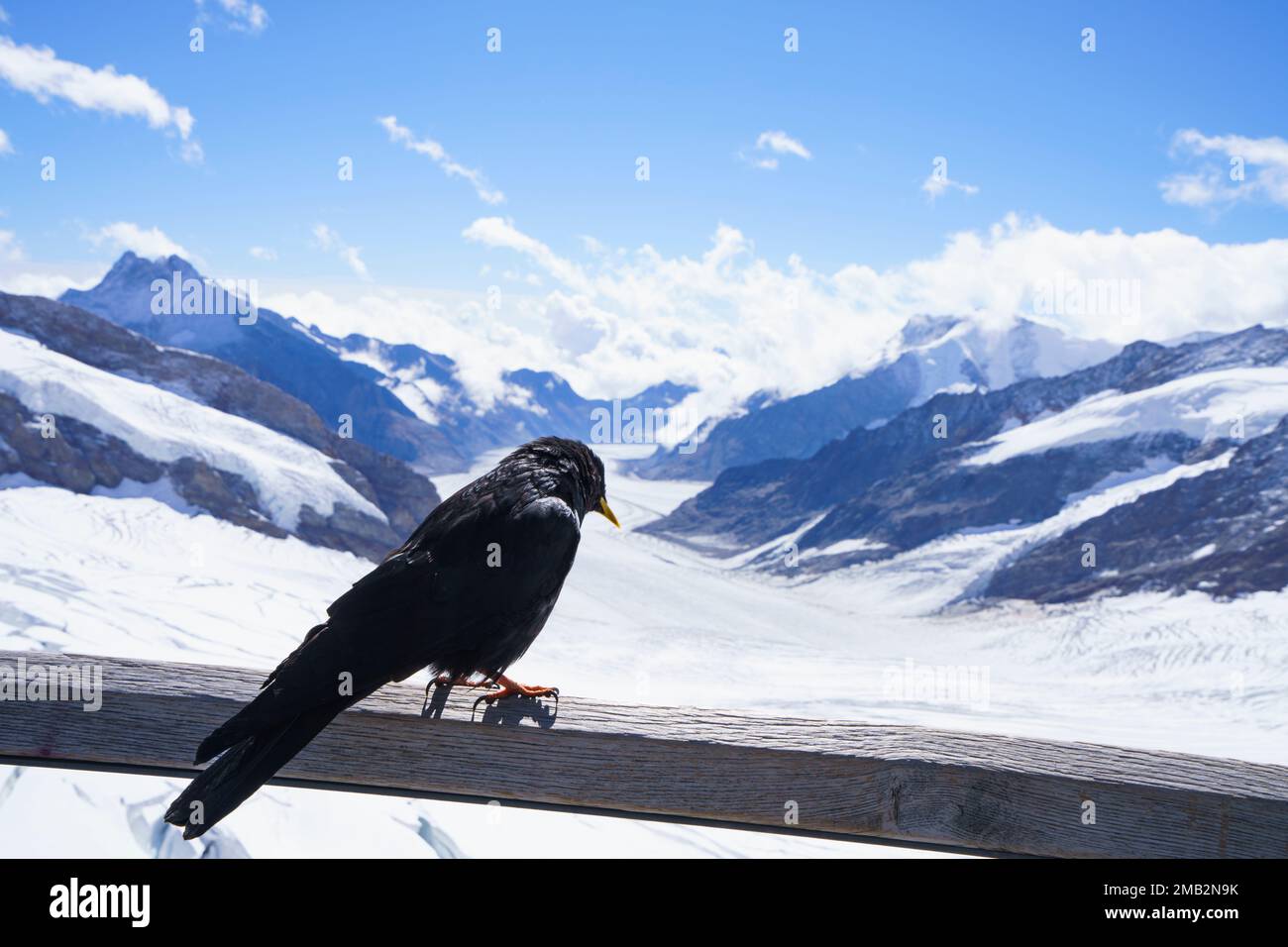 Black raven sits on a barrier, looking down to the Aletsch glacier from ...