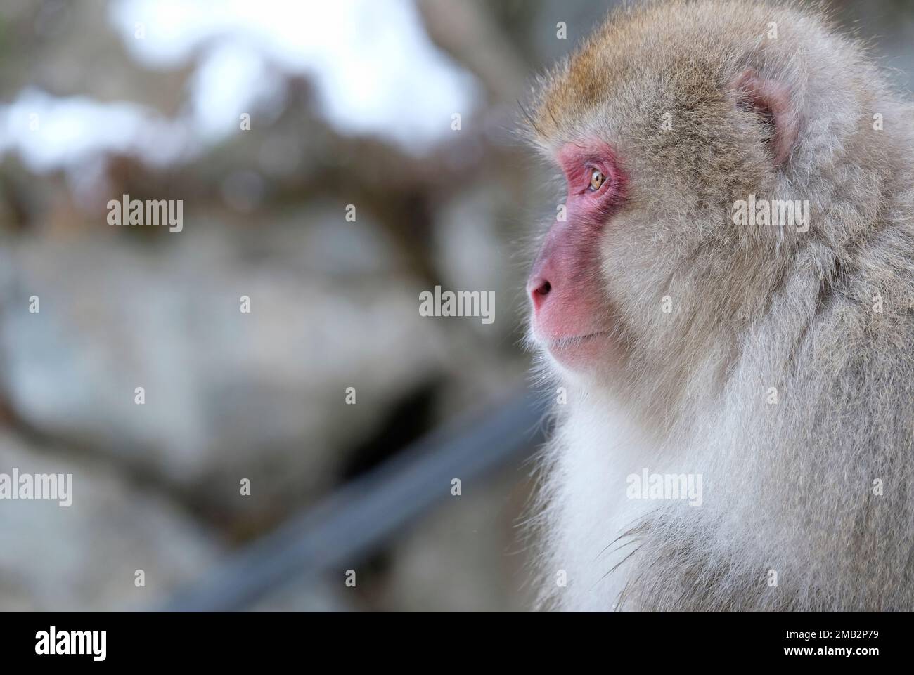 Japanese macaque snowball hi-res stock photography and images - Alamy