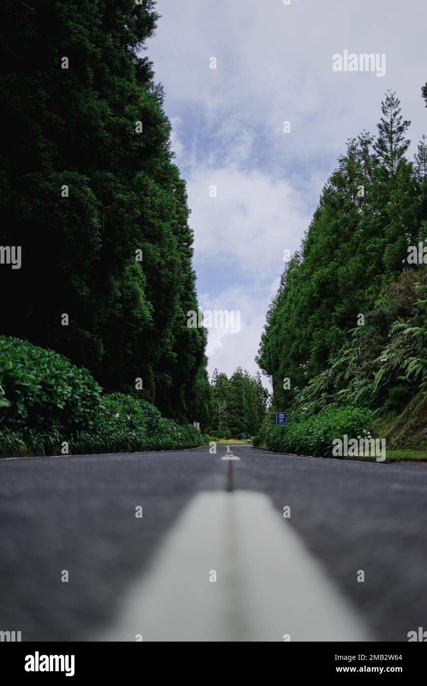 A vertical ground-level shot of an asphalt road surrounded by trees ...