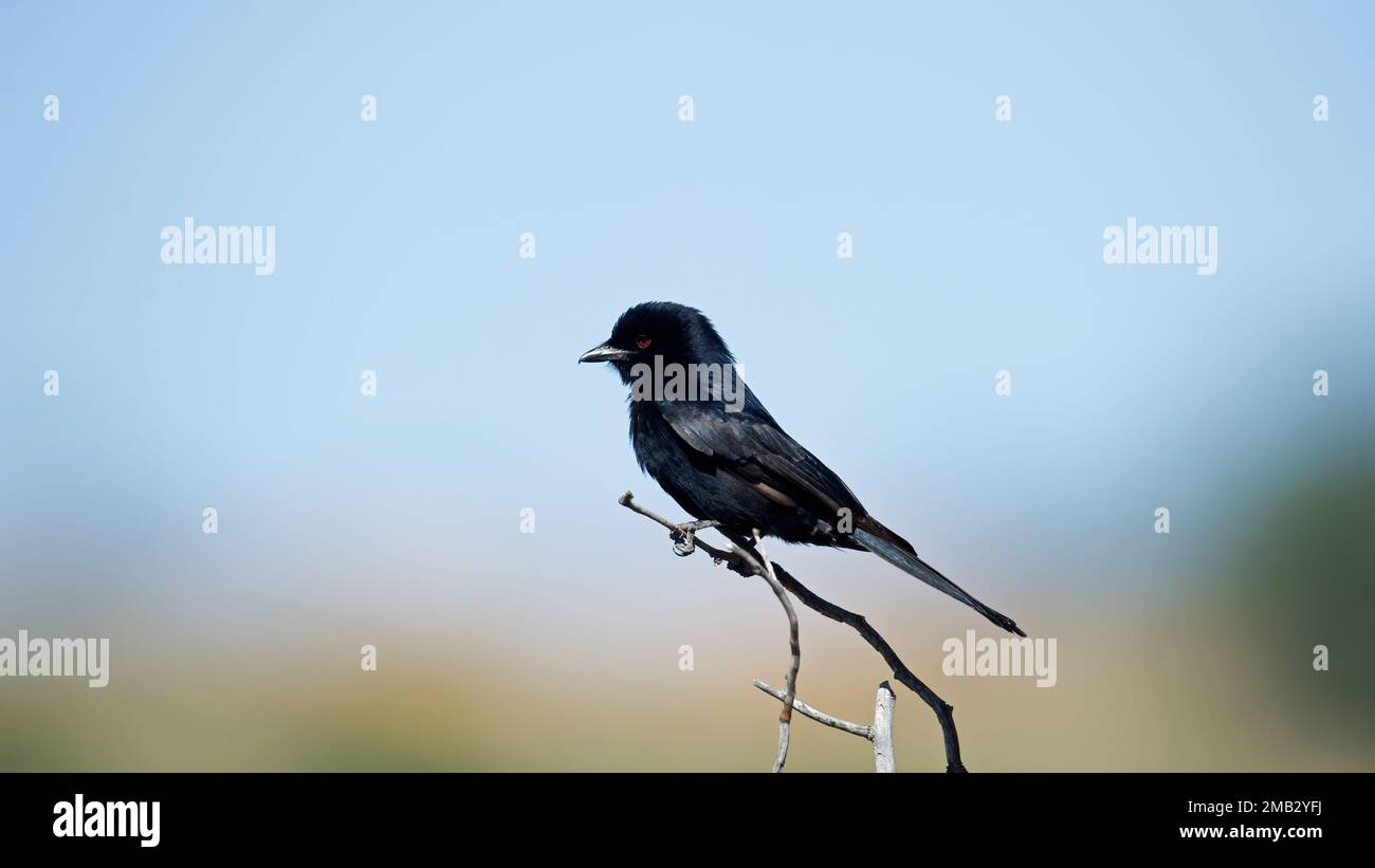 Fork tailed drongo behavior hi-res stock photography and images - Alamy