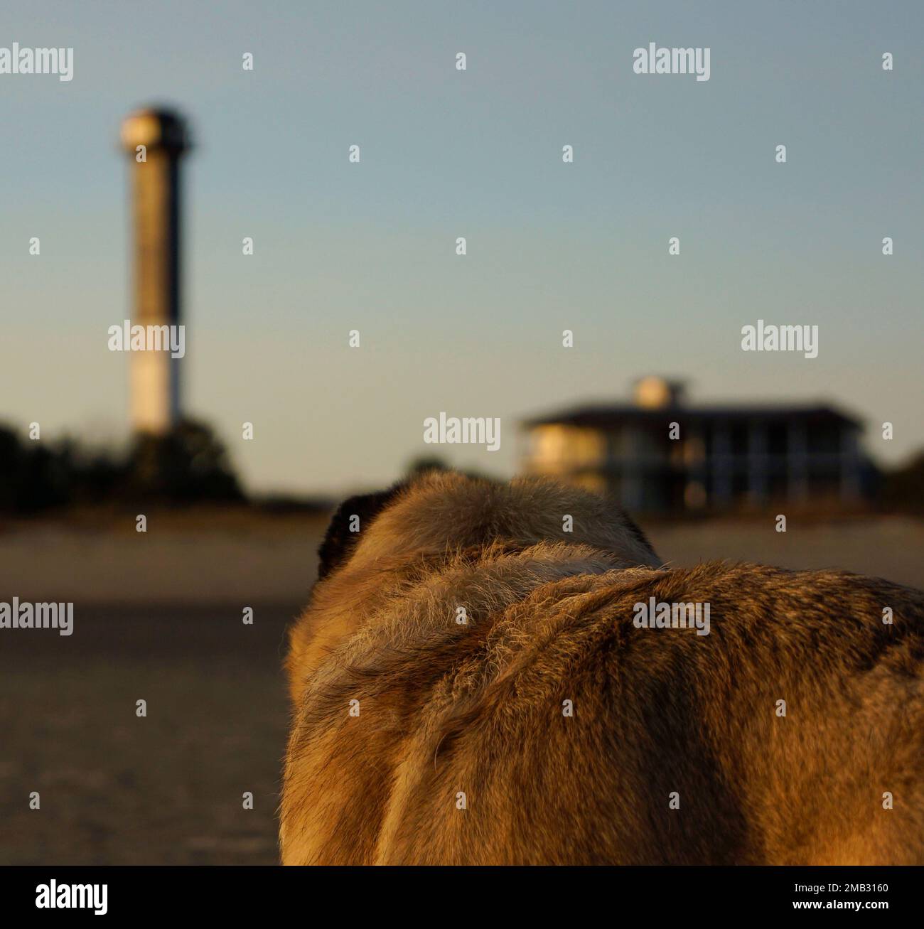A Pug dog in background of lighthouse Stock Photo - Alamy