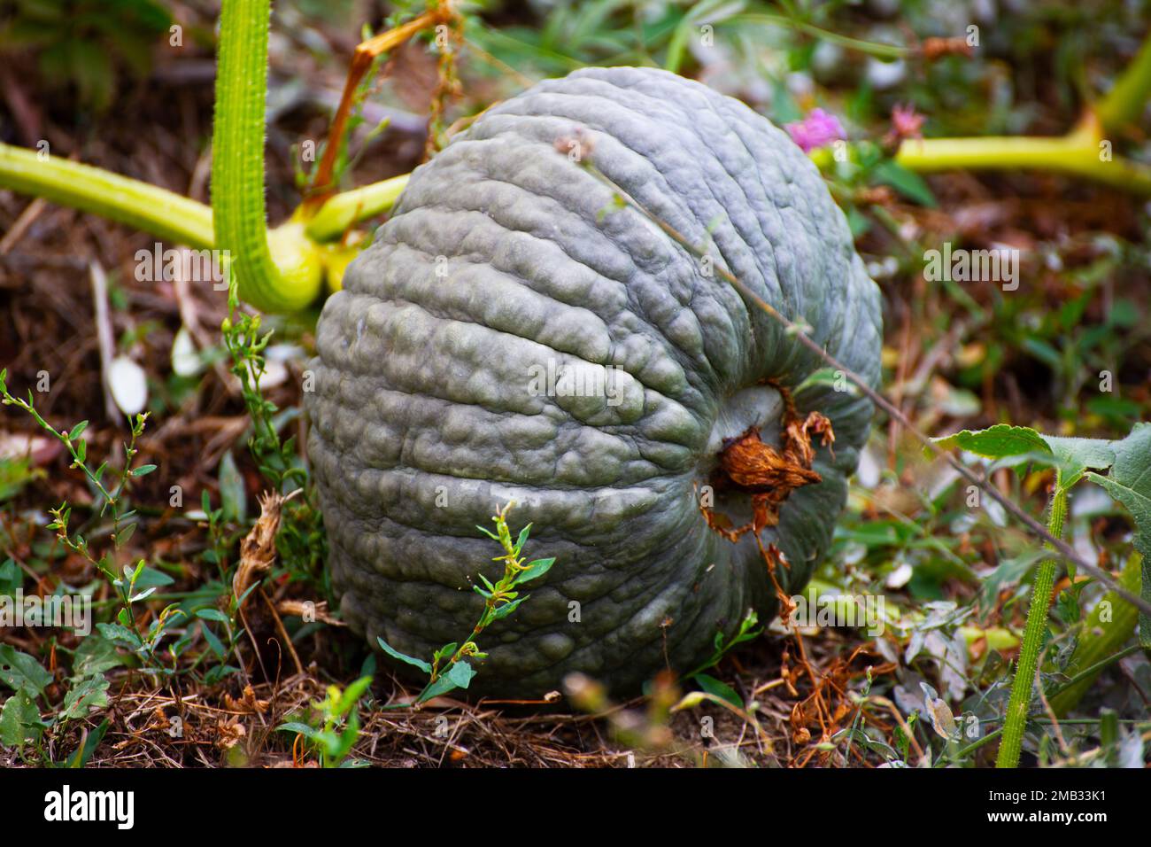 Organically grown squash Stock Photo - Alamy