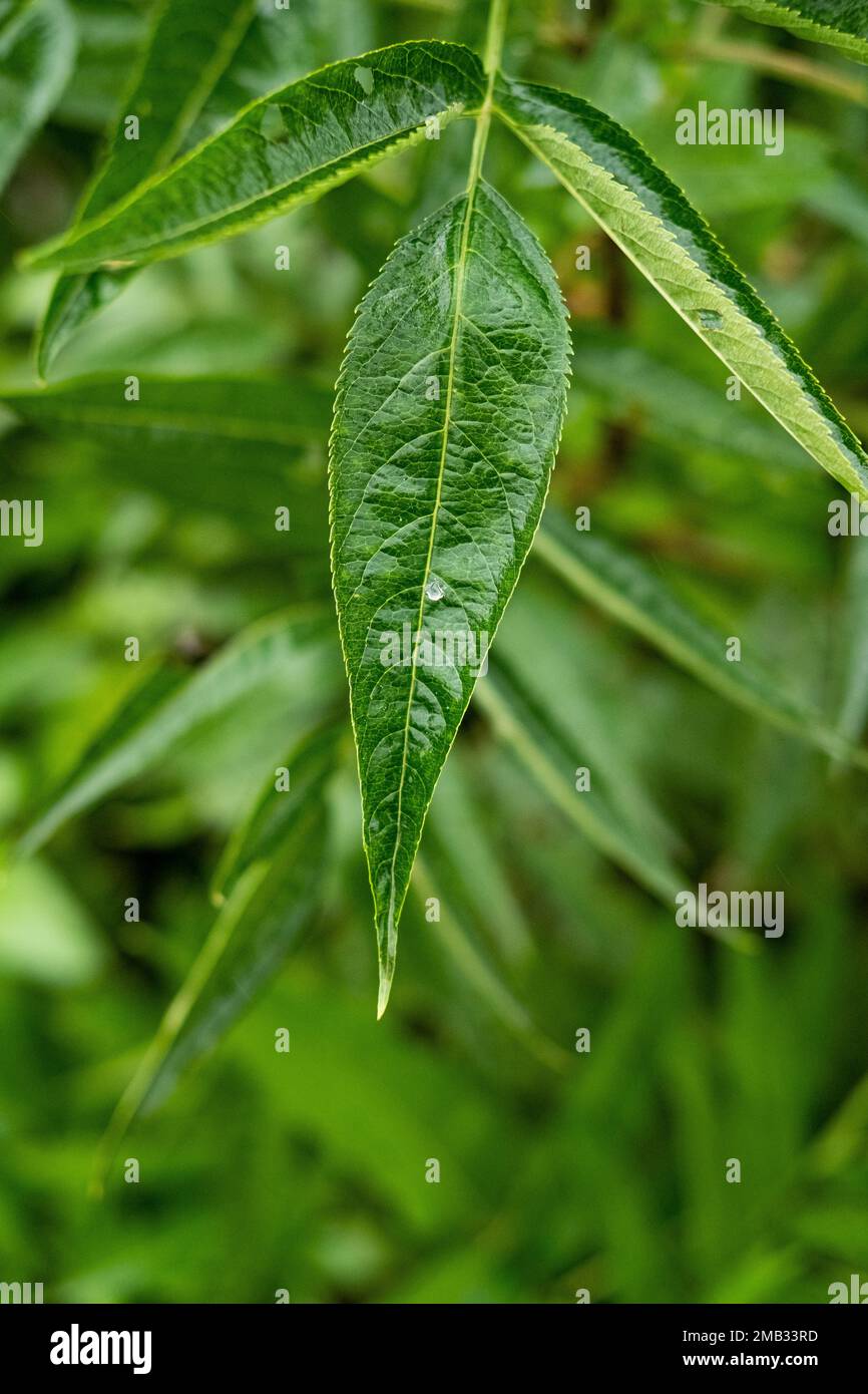 A vertical shot of the green leaves of the common ash tree Stock Photo ...