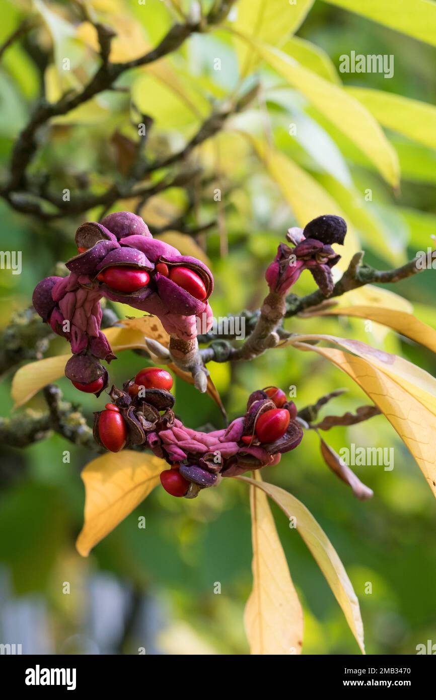 Tulpen-Magnolie, Frucht, Fruchtstand, Tulpenmagnolie, Tulpen-Magnolie ...