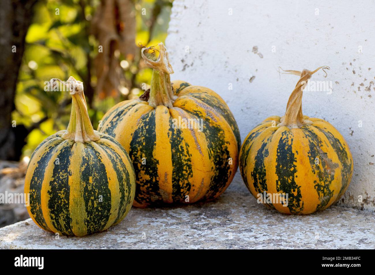 Organically grown squash Stock Photo - Alamy