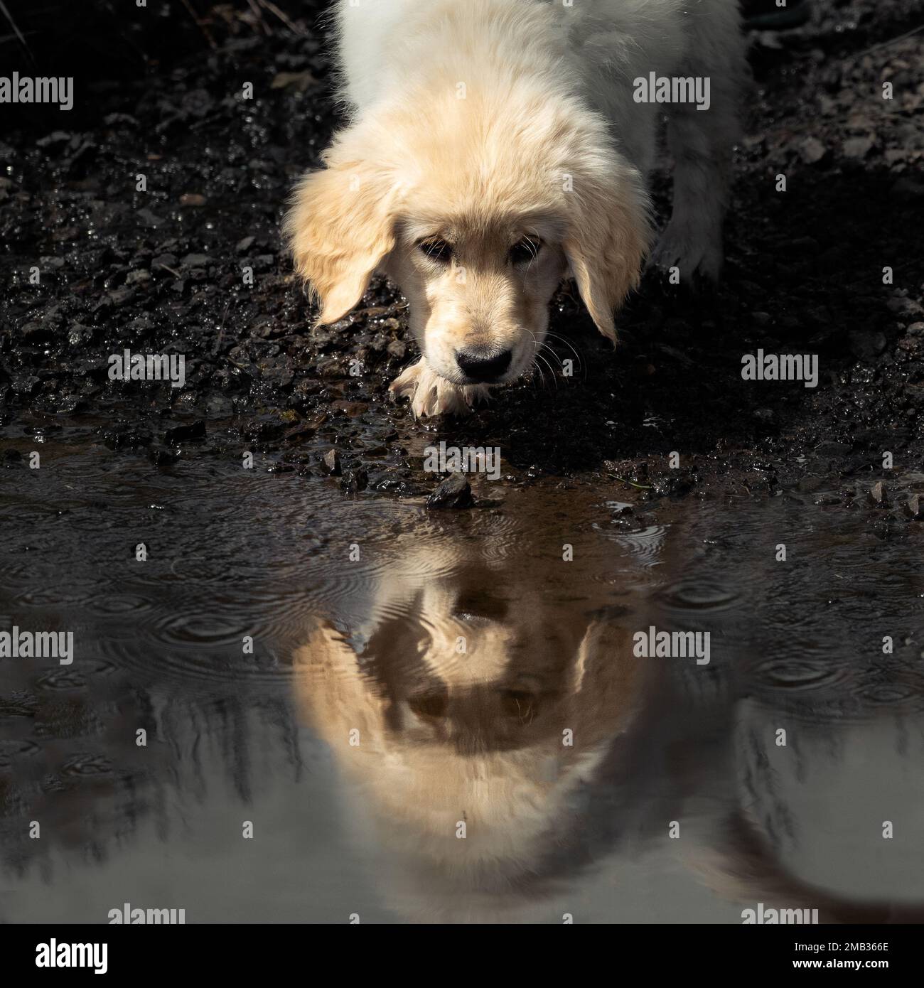 A closeup of a cute golden retriever puppy looking at its reflection in ...