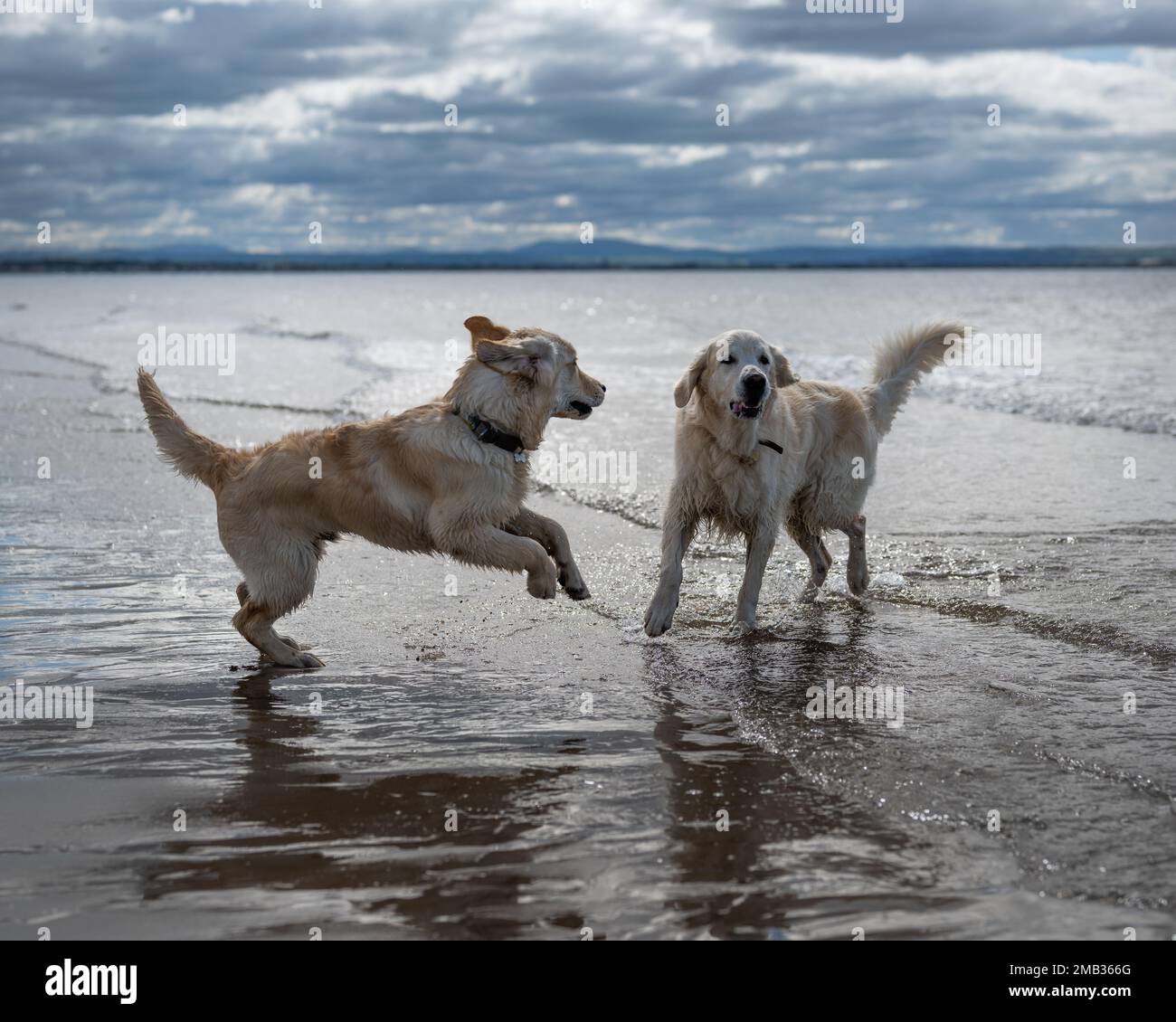 The two golden retrievers playing on the beach Stock Photo - Alamy