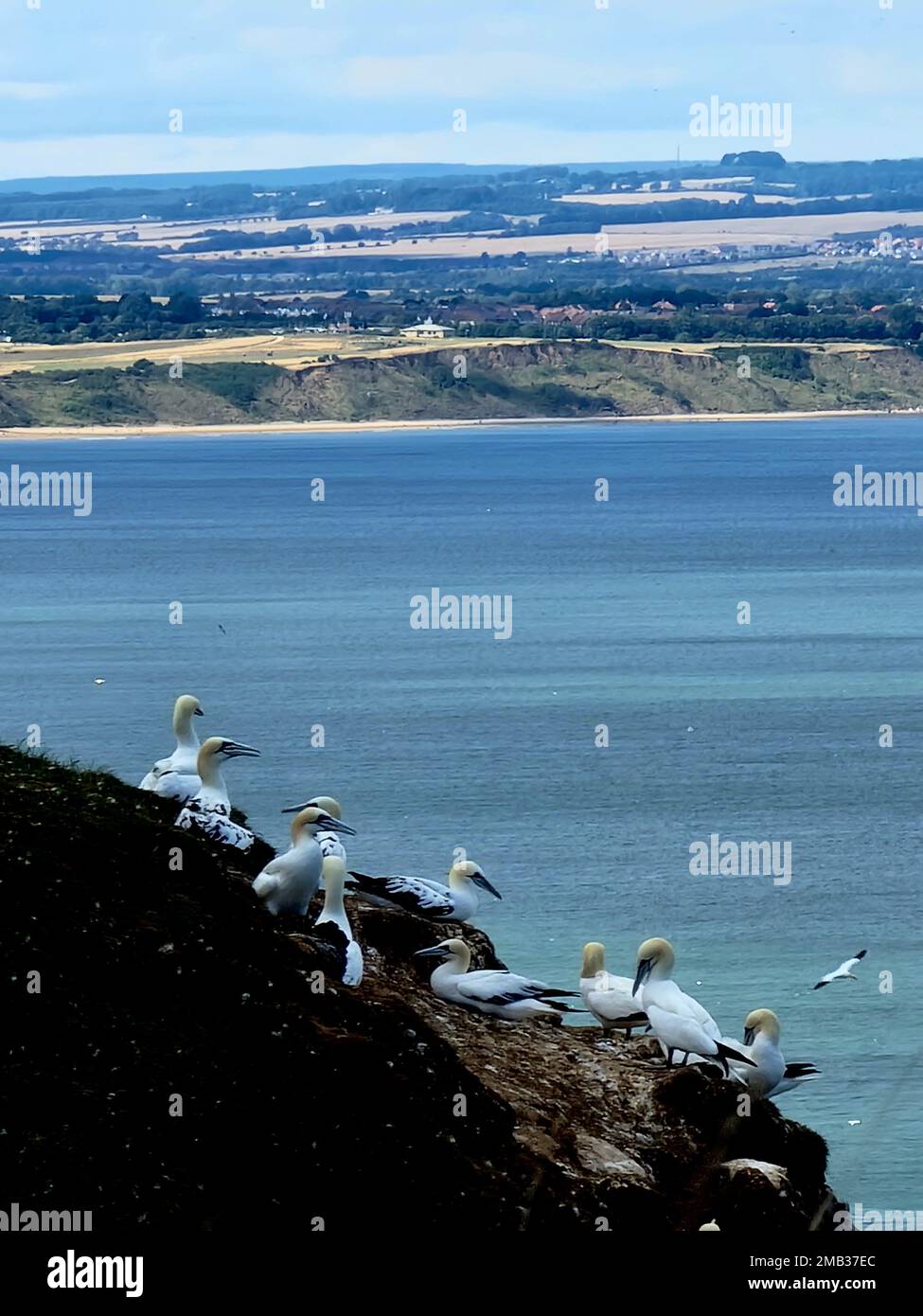 A vertical shot of seabirds sitting on a cliff against the blue sea on ...