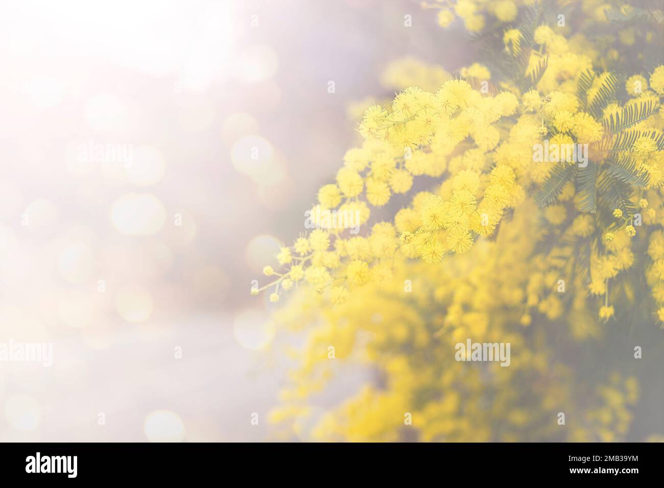 Close up of beautiful yellow mimosa flowers in sun light Stock Photo ...