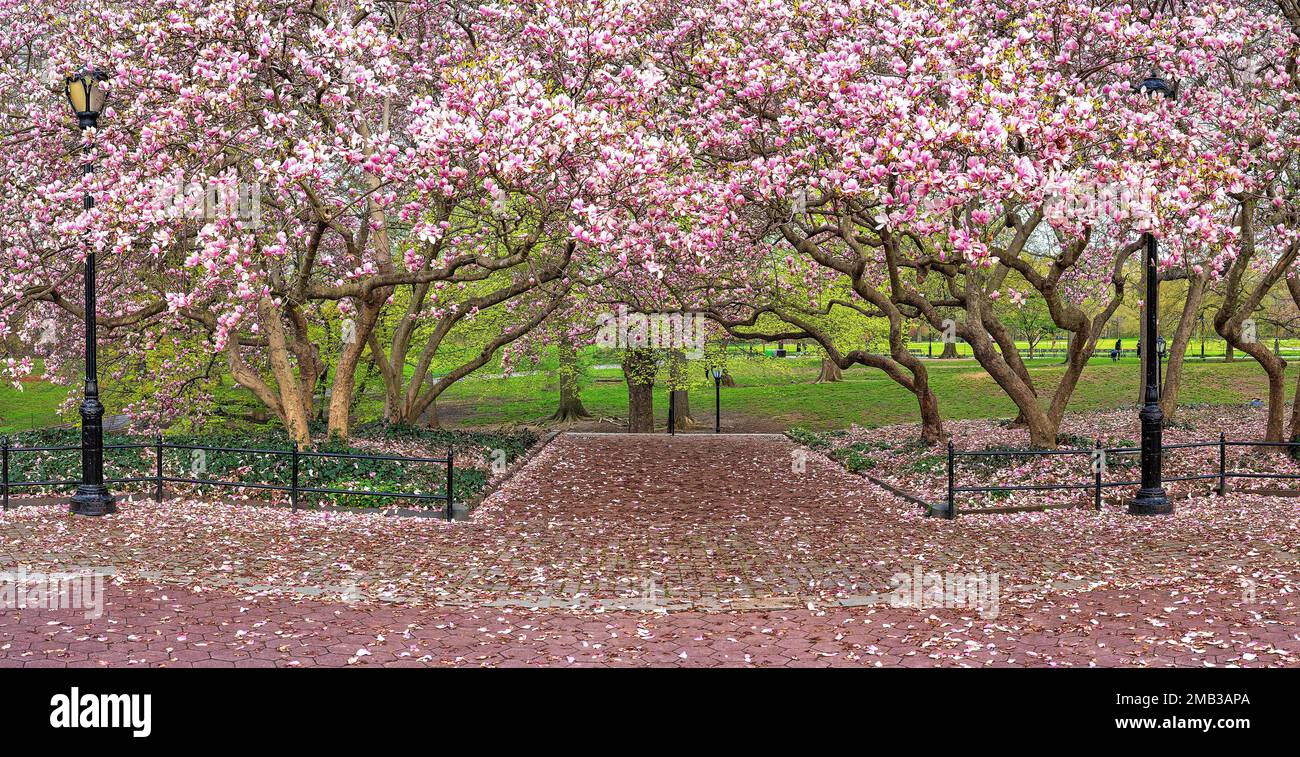 Spring in Central Park, New York City Stock Photo - Alamy