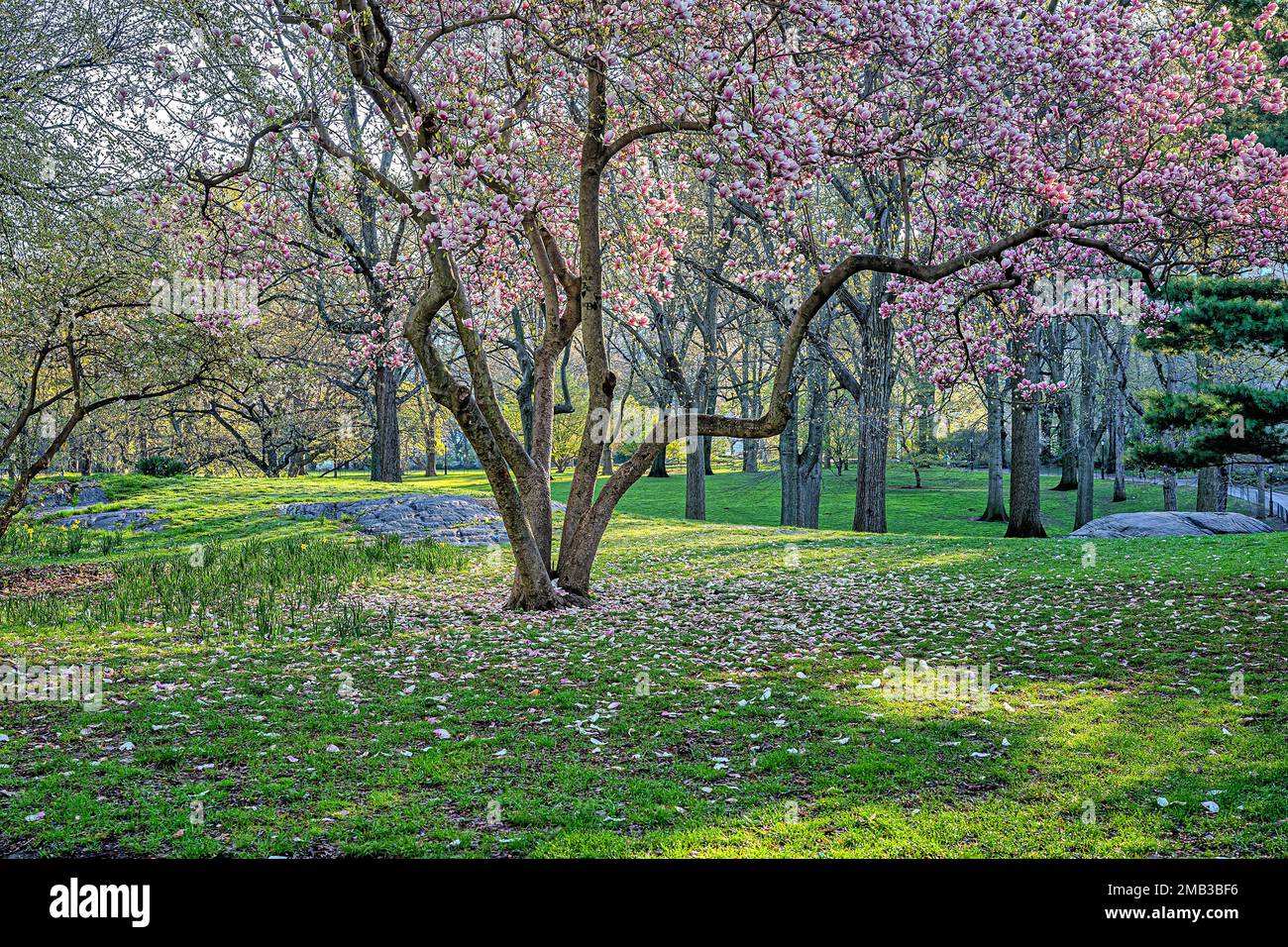 Spring in Central Park, New York City Stock Photo - Alamy