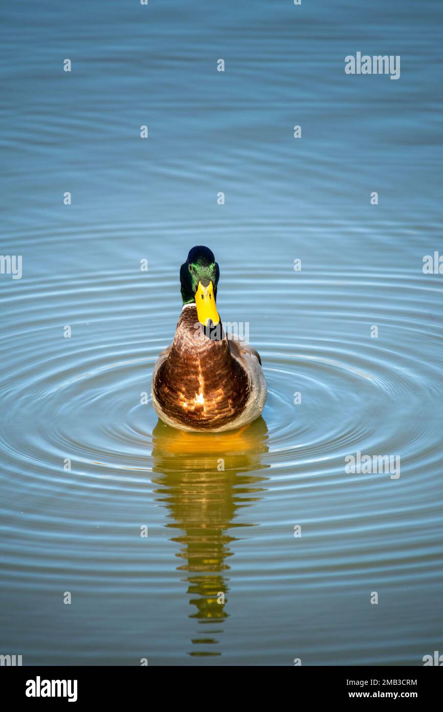 a single duck floating in the middle of a lake with water ripples Stock ...