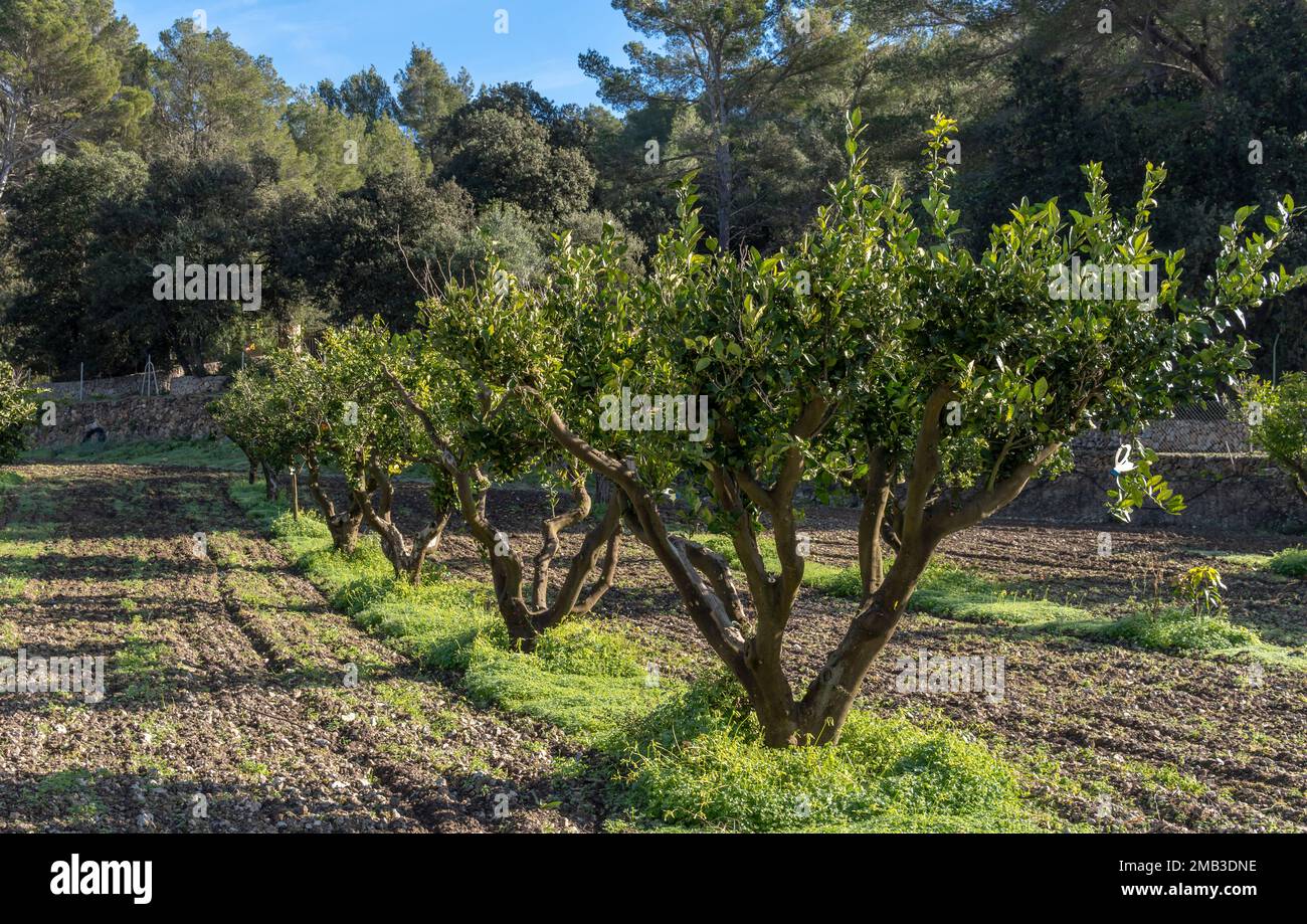 Rural field of organic lemon trees, Citrus limon, on a sunny morning ...