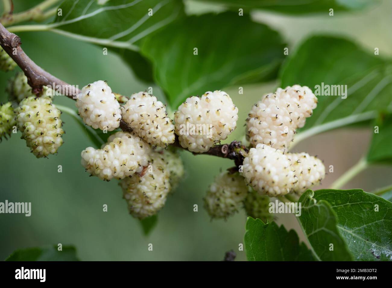 The fruits of the mulberry tree from organic cultivation Stock Photo ...