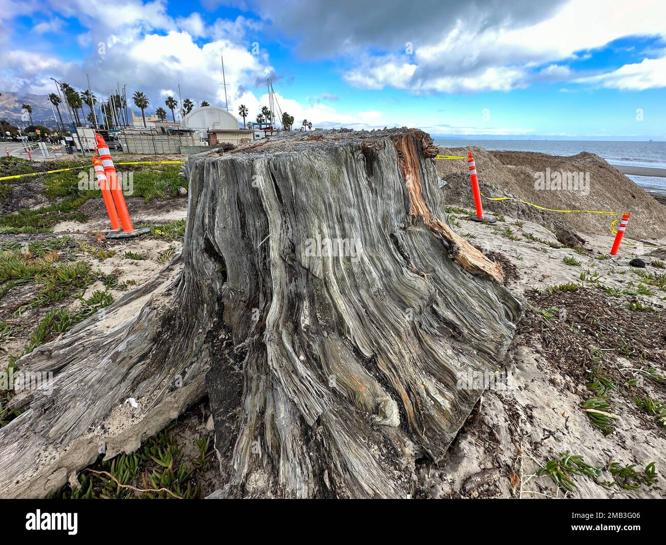 Santa Barbara, California, U.S.A. 19th Jan, 2023. A Tree stump after it ...