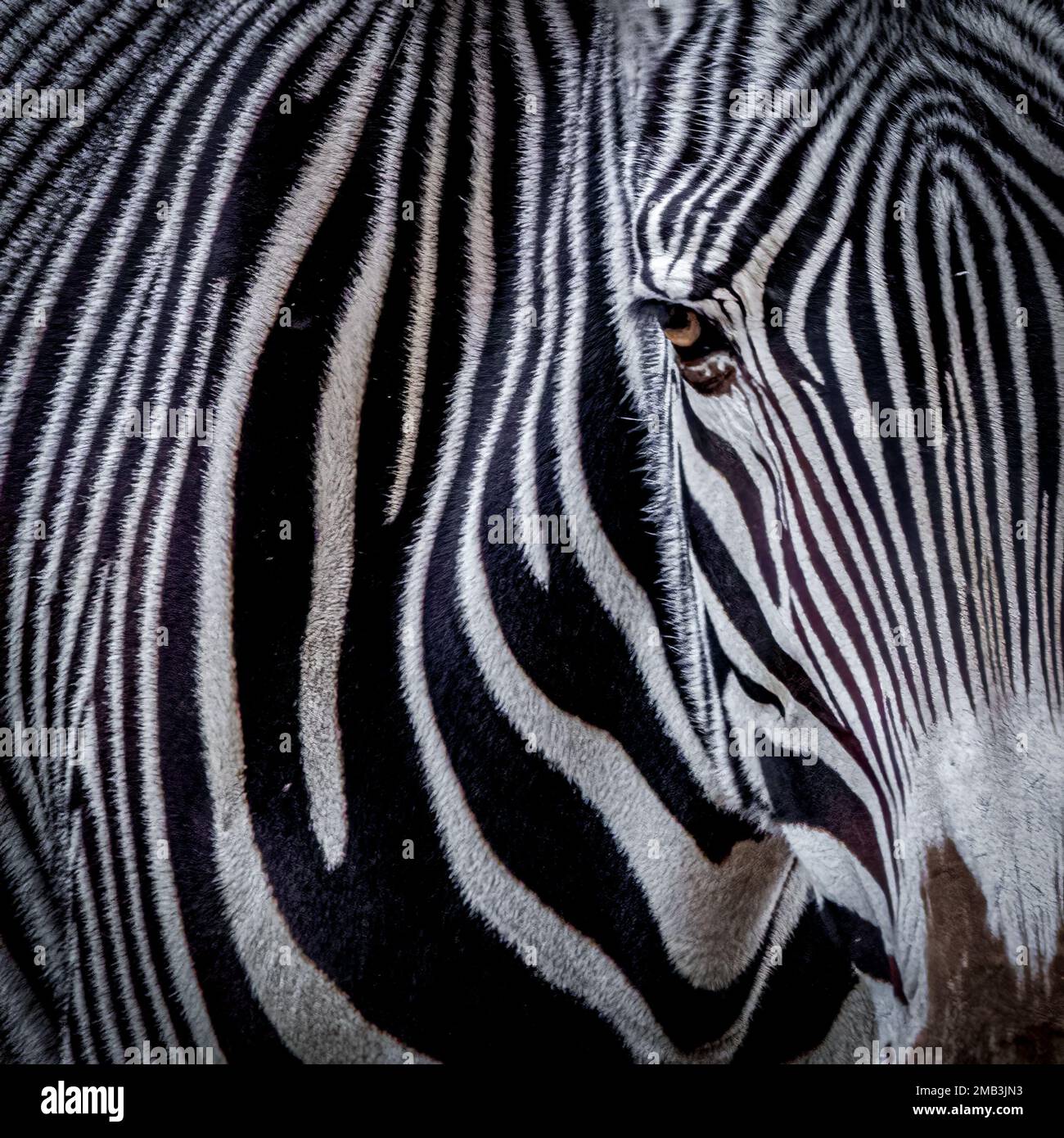 artistic portrait of a zebra head and body facing toward the front ...